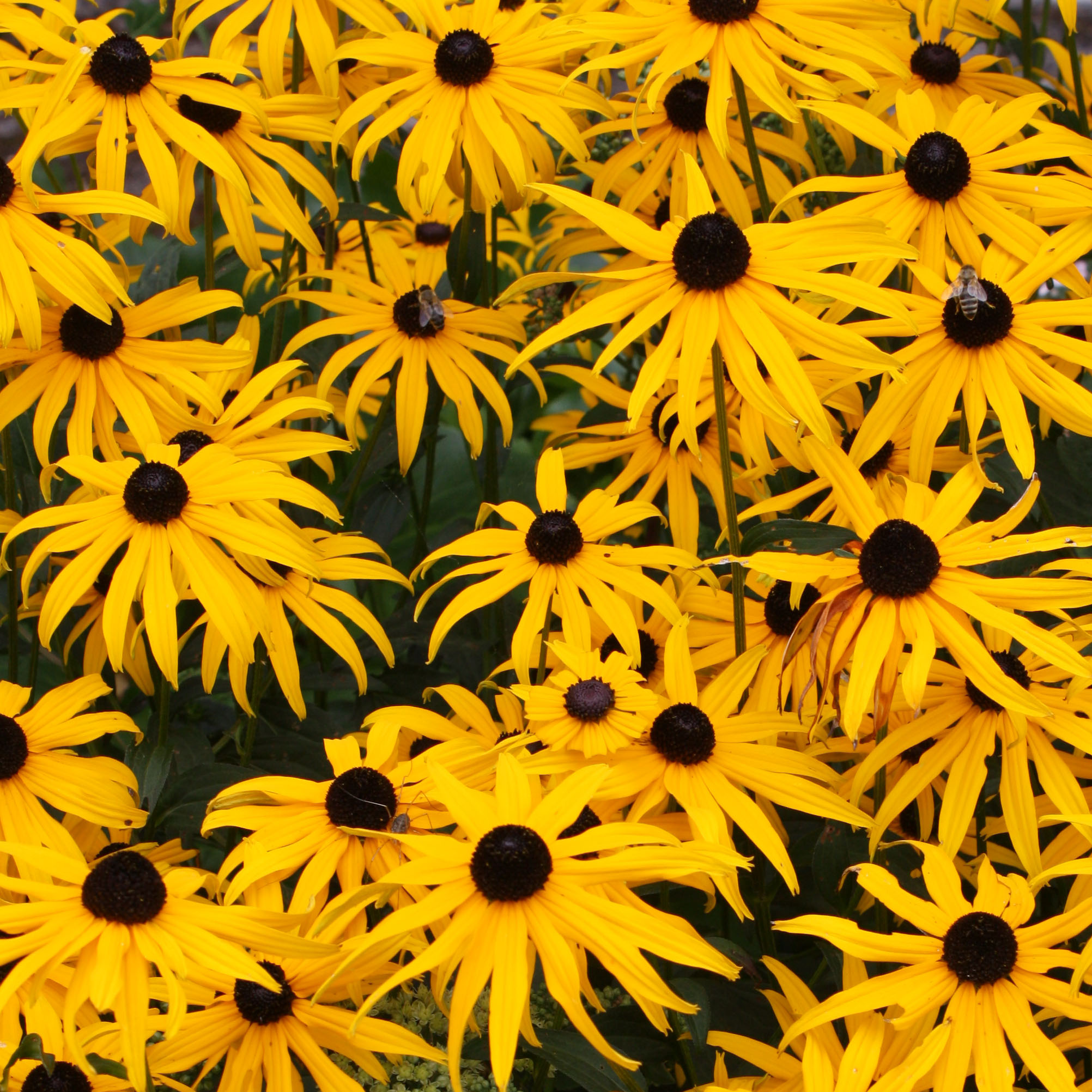 Baumschule Kahl, Windischeschenbach